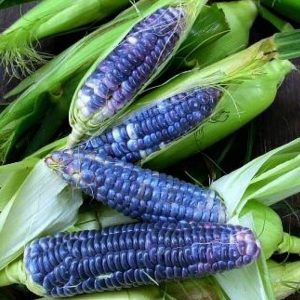 Corn Seeds - DF 98704 Blue Jade (Zea mays sacharata) - Valentine E-shop