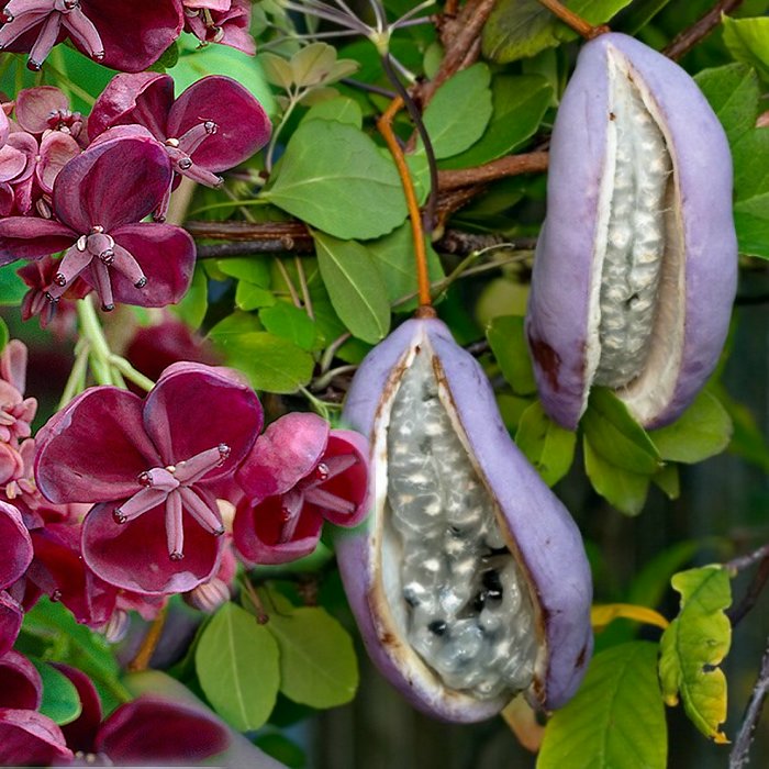 EF 12313149 Akebia Chocolate Vine Akebia Quinata Valentine E shop